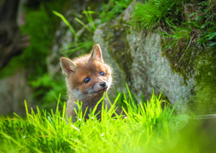 2022 Wildlife Photography Competition - winning entries | Cumbria Wildlife Trust
